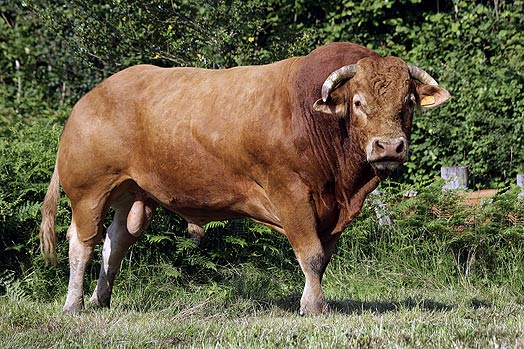 Rinder : Limousin